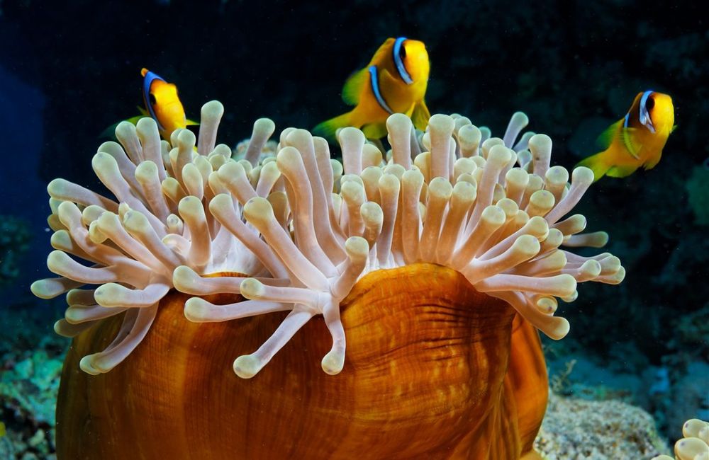 Dive Sites of Marsa Alam | Red Sea | Map & Descriptions