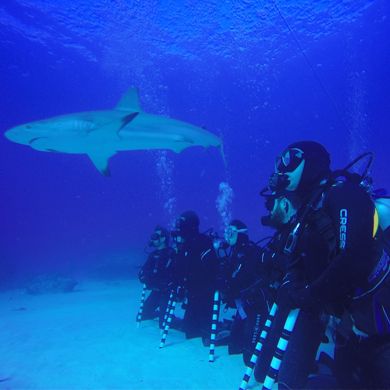 Dive Center in Grand Bahama | PADI | Reef Oasis Viva Bahamas