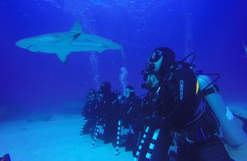 Diving in Grand Bahama | Freeport | Reef Oasis Viva Bahamas