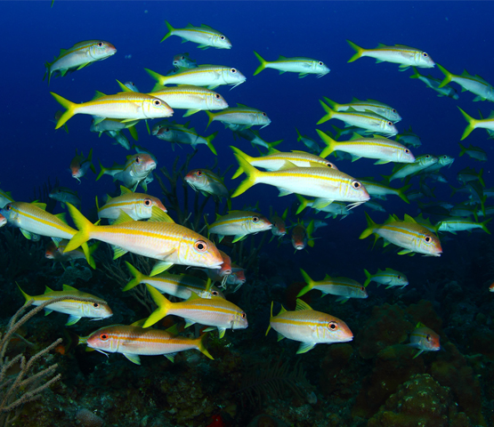 Paquete de hotel y buceo en Grand Bahama